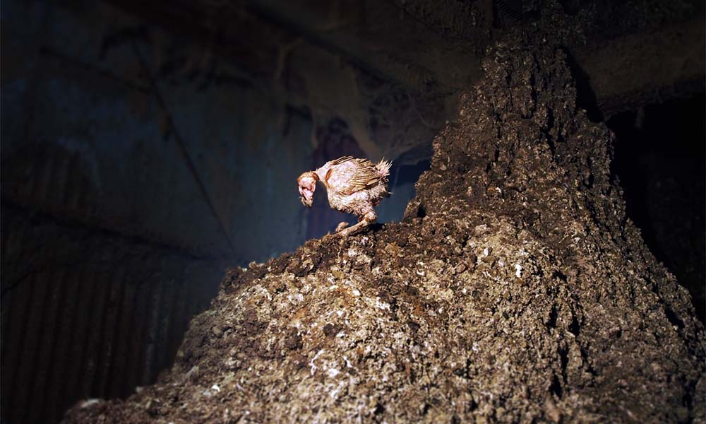 10 reasons cages suck for hens | Animals Australia